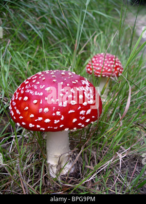 fly agaric with the latin name Amanita muscaria in the grass Stock ...