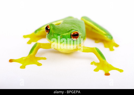 A close-up of a green frog (white-lipped tree frog) underwater in ...