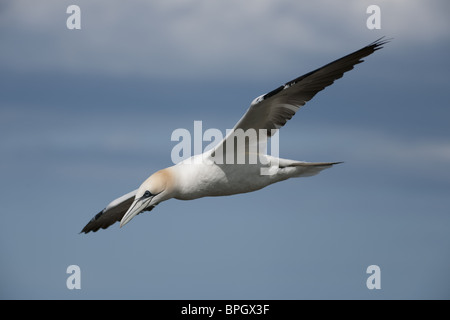 Northern Gannet, (also known as "Solan Goose"), Morus bassanus, North ...