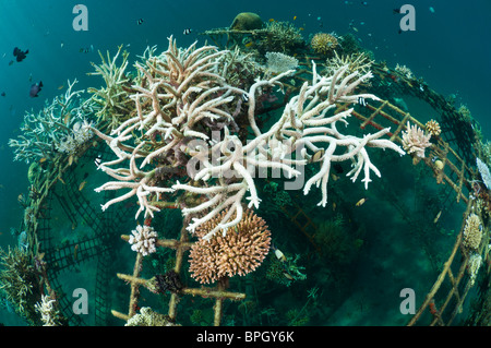 Healthy hard corals growing on a Biorock reef restoration structure ...