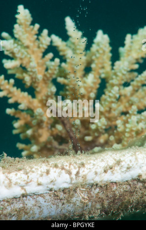 Biorock reef restoration. Coral fragment cemented to a Biorock reef ...
