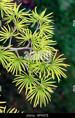 Larch (Larix), yellow leaves Stock Photo - Alamy