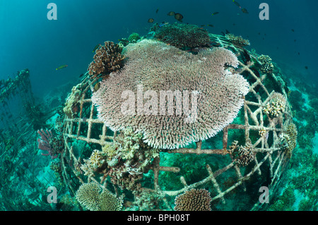 Healthy hard corals growing on a Biorock reef restoration structure ...