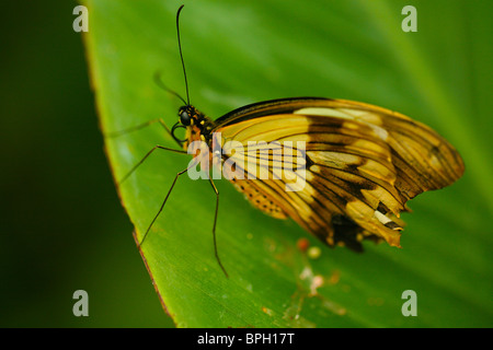 Checkered Swallowtail Butterfly Stock Photo - Alamy