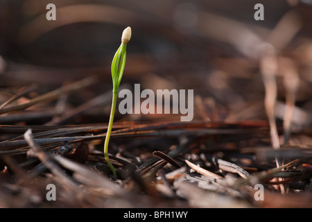 Small green sapling growing out from heap of soil - top view Stock ...