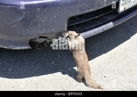 Squirrel trying to get inside the car engine Stock Photo - Alamy