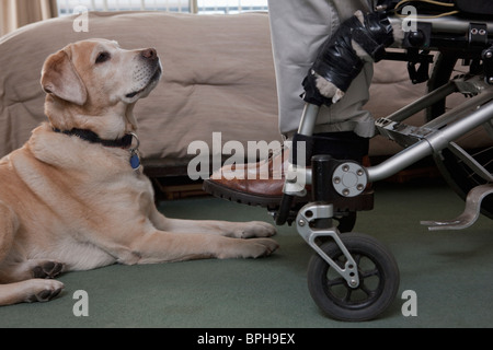 Handicapped man in wheelchair with his Labrador Dog pulling his wheel ...