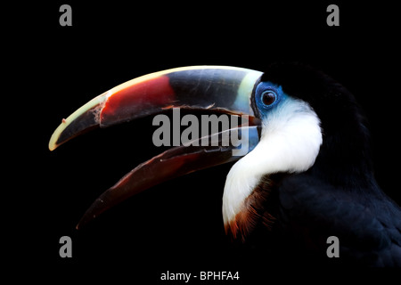 Side profile of a white throated toucan isolated on black background ...