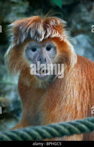 Javan Lutung (Trachypithecus auratus Stock Photo - Alamy