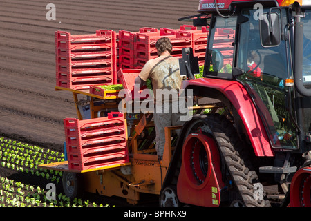 Automatic Planting Machine Lettuce planters Tractor and Seeder at Mere ...