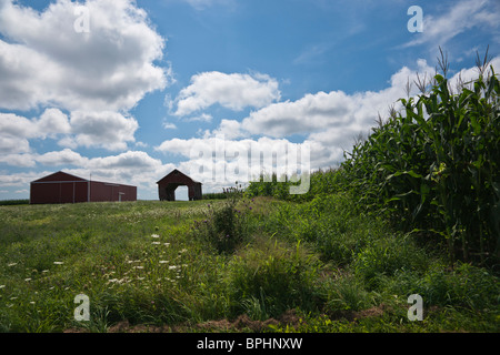 A green field of corn growing up Stock Photo - Alamy