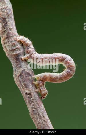 Looper Caterpillar of Mottled Beauty Moth; Alcis repandata Stock Photo ...
