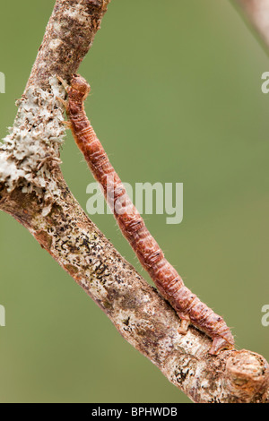 Looper Caterpillar of Mottled Beauty Moth; Alcis repandata Stock Photo ...