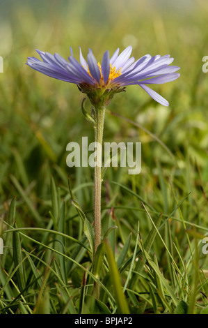 Aster alpinus, the alpine aster or blue alpine daisy, is a species of ...