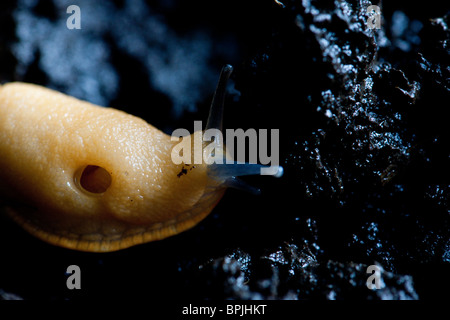 A white slug showing the breathing hole, called the pneumostome, and ...