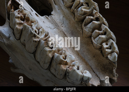 Old school science lab specimen big game skull - hippopotamus showing ...