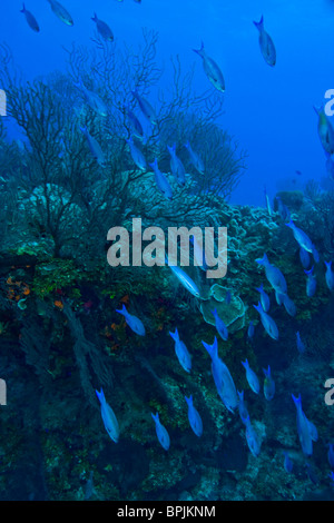 Creole Wrasse (Clepticus parrae) Hol Chan Marine Preserve, Belize ...