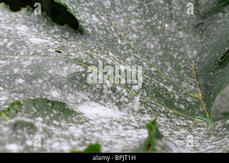 Courgette leaf,Cucurbita pepo, zucchini showing signs of damage.Powdery ...