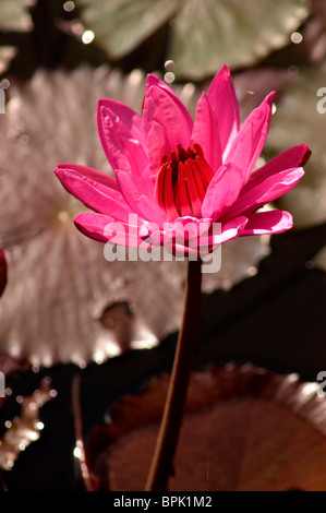 Lotus Flower, South Goa, India Stock Photo - Alamy