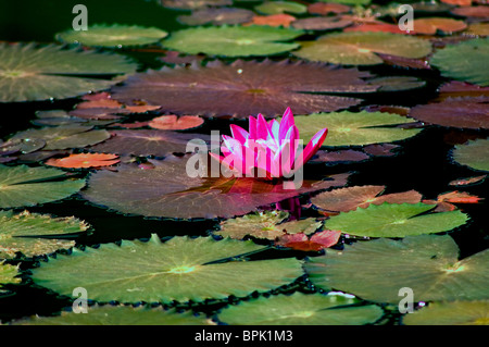 Lotus Flower, South Goa, India Stock Photo - Alamy