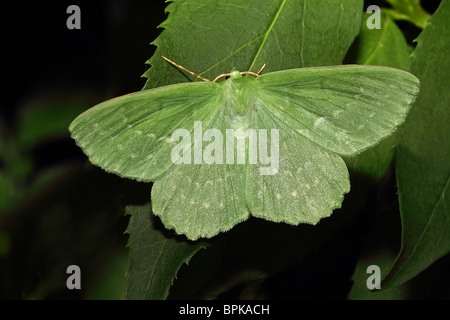 Large emerald moth (Geometra papilionaria). An impressive green moth ...