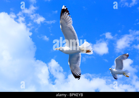 Pair of seagulls flying in blue a sky background Stock Photo - Alamy