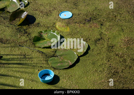 Solid Waste pollution in Freshwater Pond with Fragrant White Water Lily ...