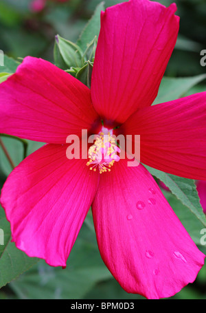 red swamp rose mallow flower plant on farm for harvest are cash crops ...