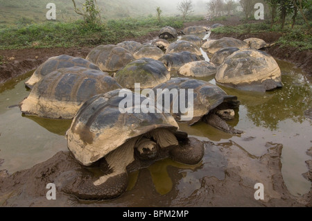 Galapagos Giant Tortoises Alcedo Volcano crater floor, Isabela Island ...
