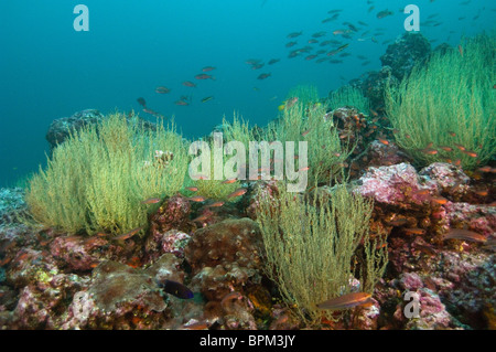 Coral Reef Wolf Island, Wolf Island, Galapagos, Ecuador Stock Photo - Alamy