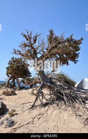 Cedar forest, Elafonisi, Chania prefecture, Crete island, Greece Stock ...