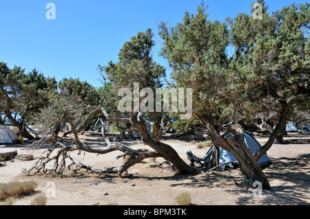 Cedar forest, Elafonisi, Chania prefecture, Crete island, Greece Stock ...