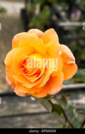 Solitary whisky mac rose in a country garden Stock Photo - Alamy