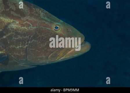 Yellowfin Grouper (Mycteroperca venenosa Stock Photo - Alamy