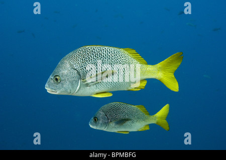 Yellowtail Grunt (Anisotremus interruptus) off of Wolf Island ...