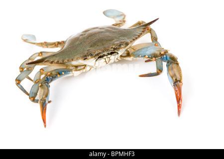 Alive blue crab on white background with sharp claws Stock Photo - Alamy