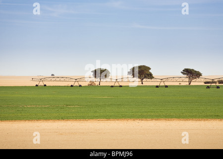 Libya, Sahara desert, irrigation system Stock Photo - Alamy