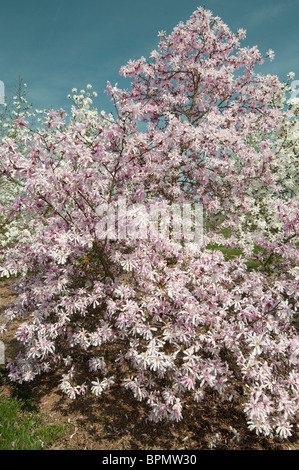 Magnolia x loebneri Stock Photo - Alamy