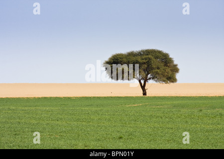 Irrigation project in the libyan desert, Libya, Sahara, North Africa ...