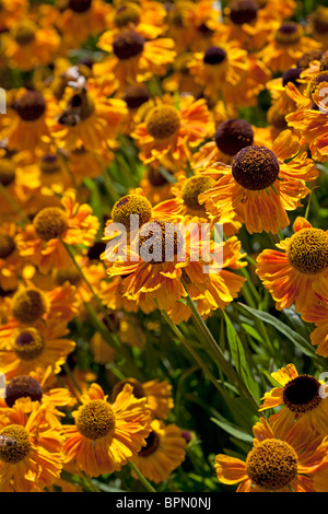 Sneezeweed (Helenium), flowers, yellow and orange, Saxony, Germany ...