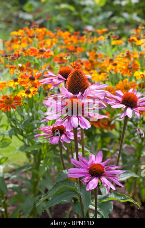 echinacea purpurea magnus flower close up Stock Photo - Alamy