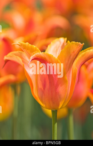 A closeup of a beautiful orange tulip flower in a field Stock Photo - Alamy