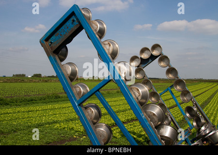 Salad rig Lettuce & Cut Vegetable Harvest. Harvatec self-propelled rigs ...