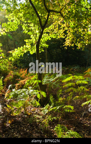 General views of beautiful English woodland Stock Photo - Alamy
