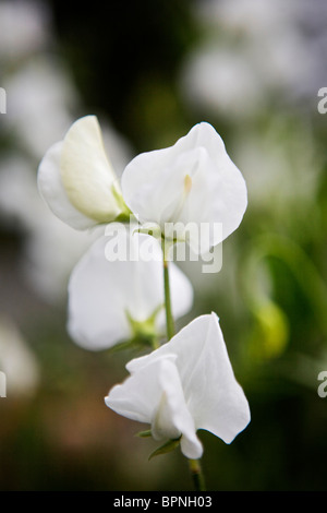 Annual sweet peas growing up natural wigwam of hazel twigs with annual ...