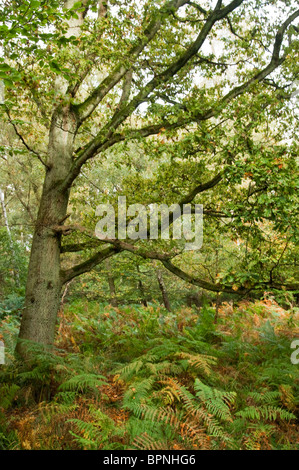 General views of beautiful English woodland Stock Photo - Alamy