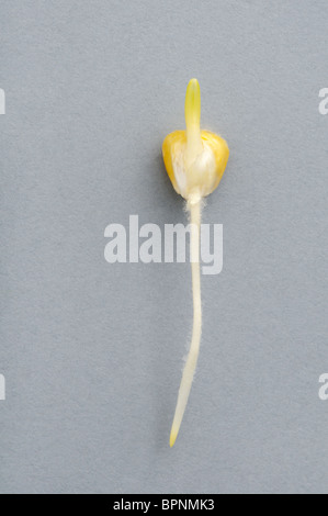 A germinating maize or corn seed, Zea mays, with radicle, root and ...