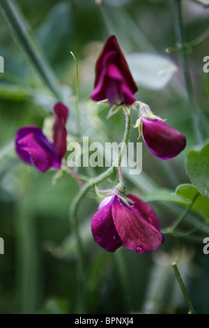 Annual sweet peas growing up natural wigwam of hazel twigs with annual ...