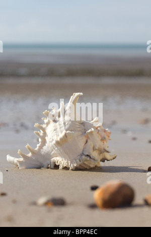 The Lobatus gigas, originally known as Strombus gigas, commonly known ...