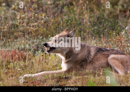 Wild wolf, Denali National Park, Alaska Stock Photo - Alamy